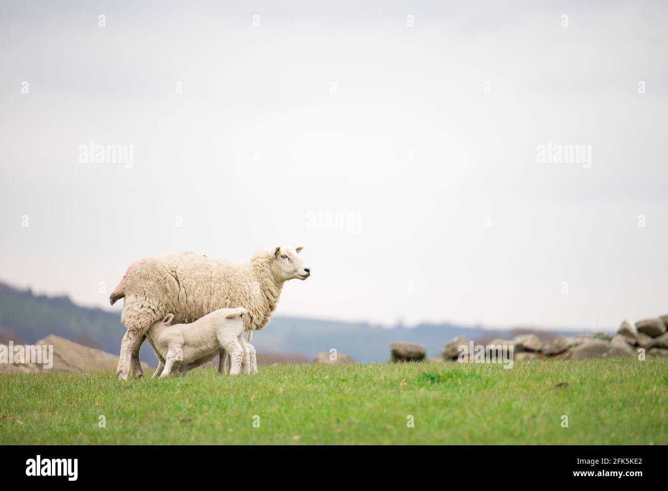 White Texel Continental Ewe Sheep with twin lambs at foot Stock Photo ...