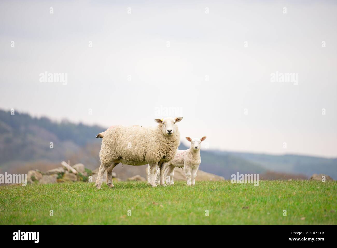 White Ewe Texel sheep with lamb at foot in green grass pasture Stock ...