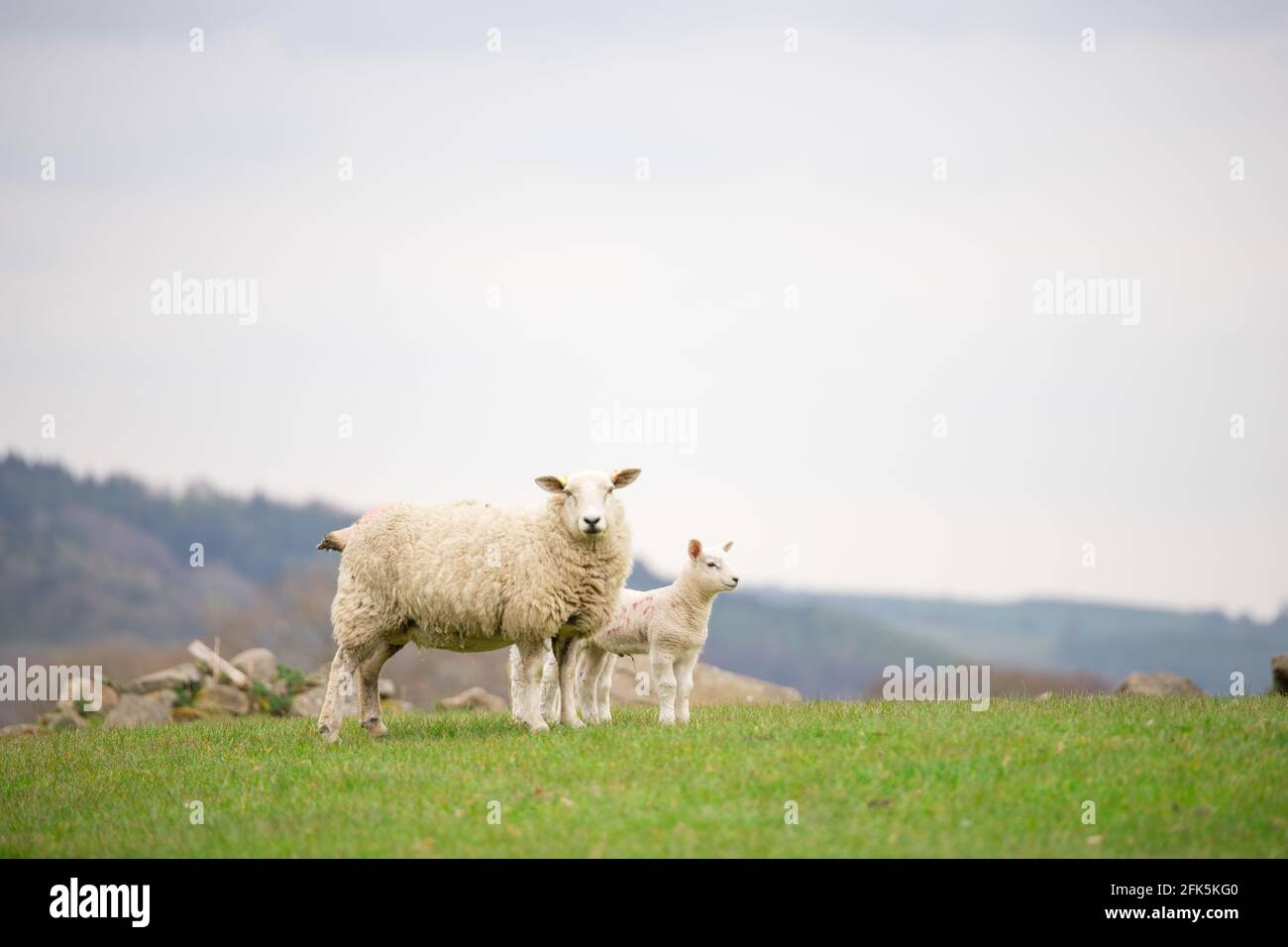 White Ewe Texel sheep with lamb at foot in green grass pasture Stock ...