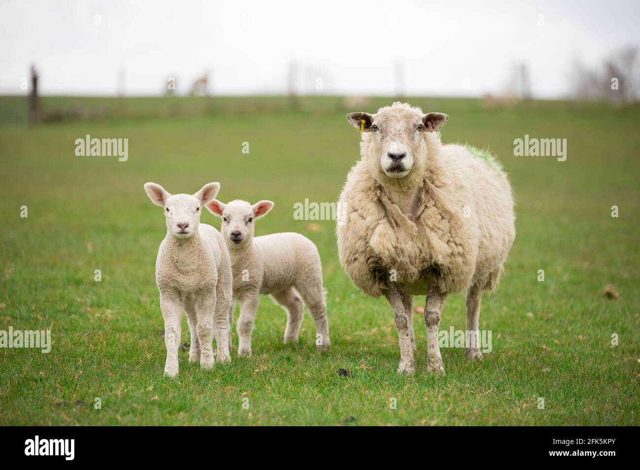 White Texel Continental Ewe Sheep with twin lambs at foot Stock Photo ...