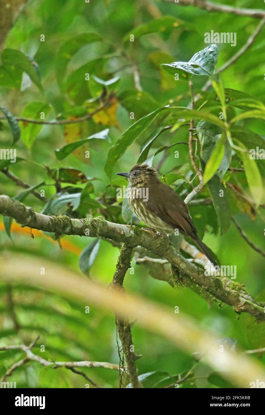 Cream-striped Bulbul (Pycnonotus leucogrammicus) adult perched on ...