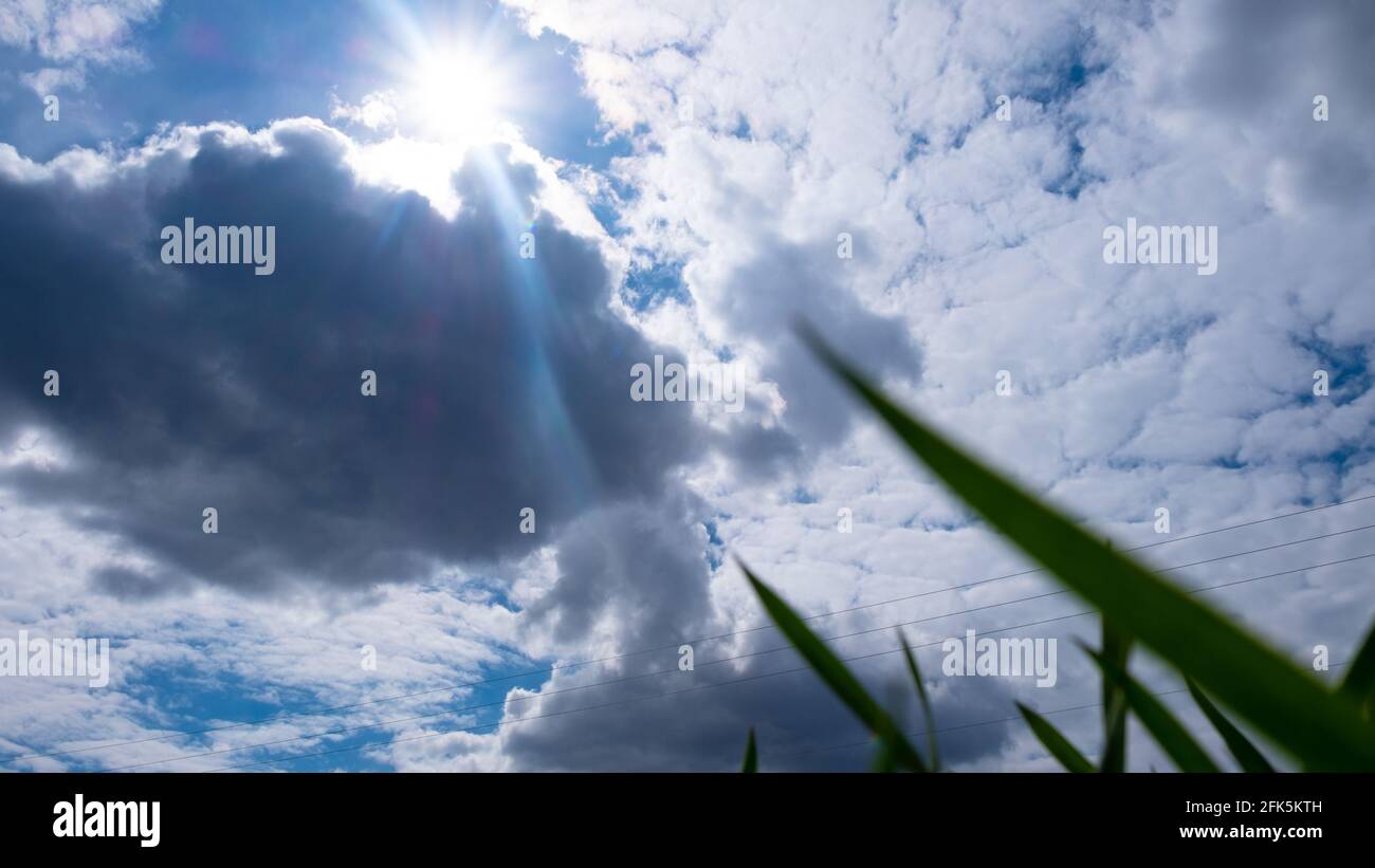 blue sky and white clouds bottom view with green grass spring time ...