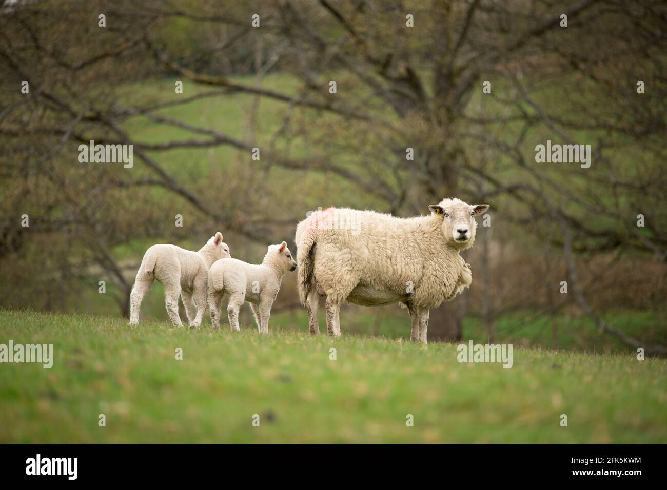White Texel Continental Ewe Sheep with twin lambs at foot Stock Photo ...