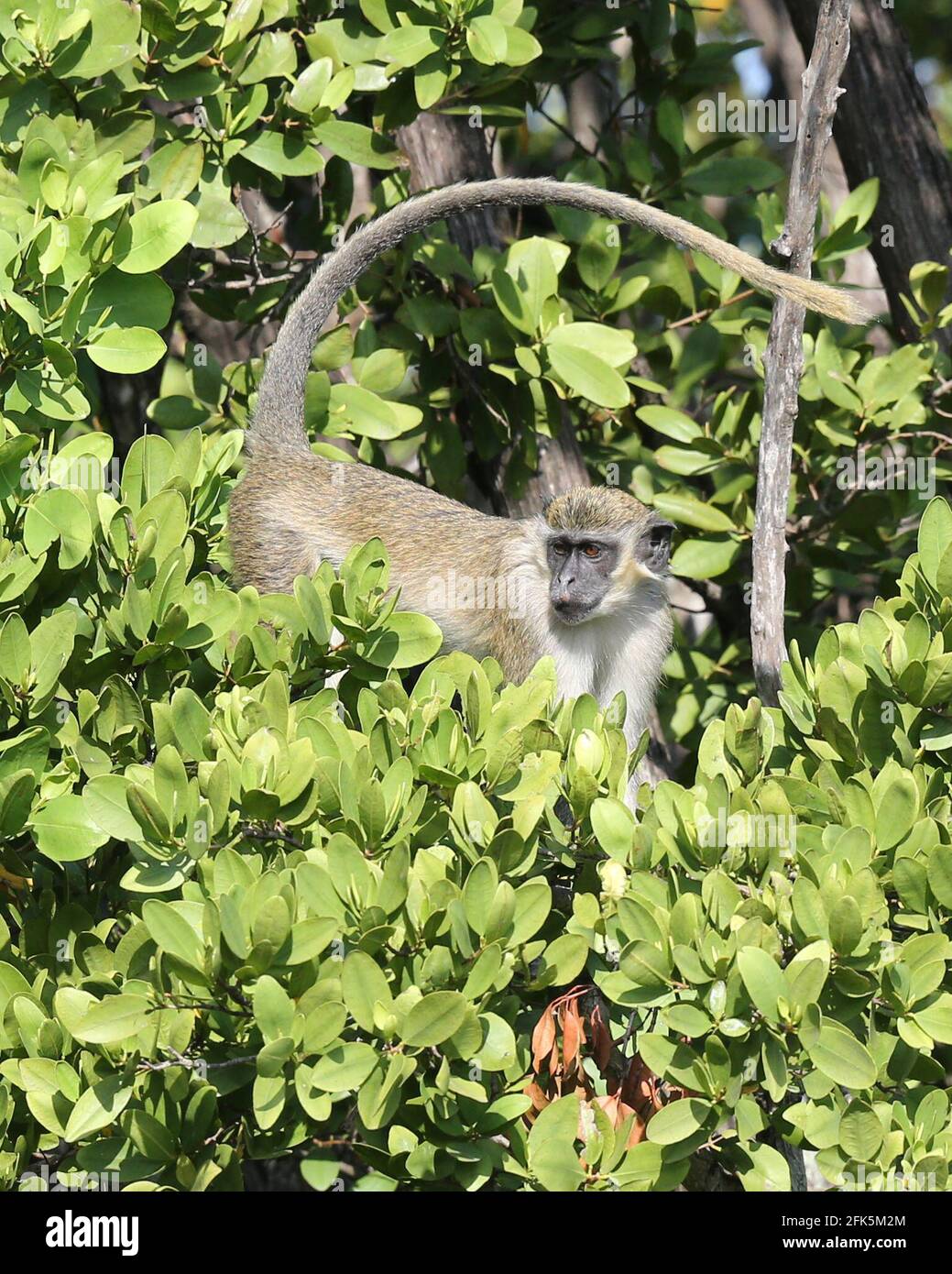 Monkey eating chips hi-res stock photography and images - Alamy