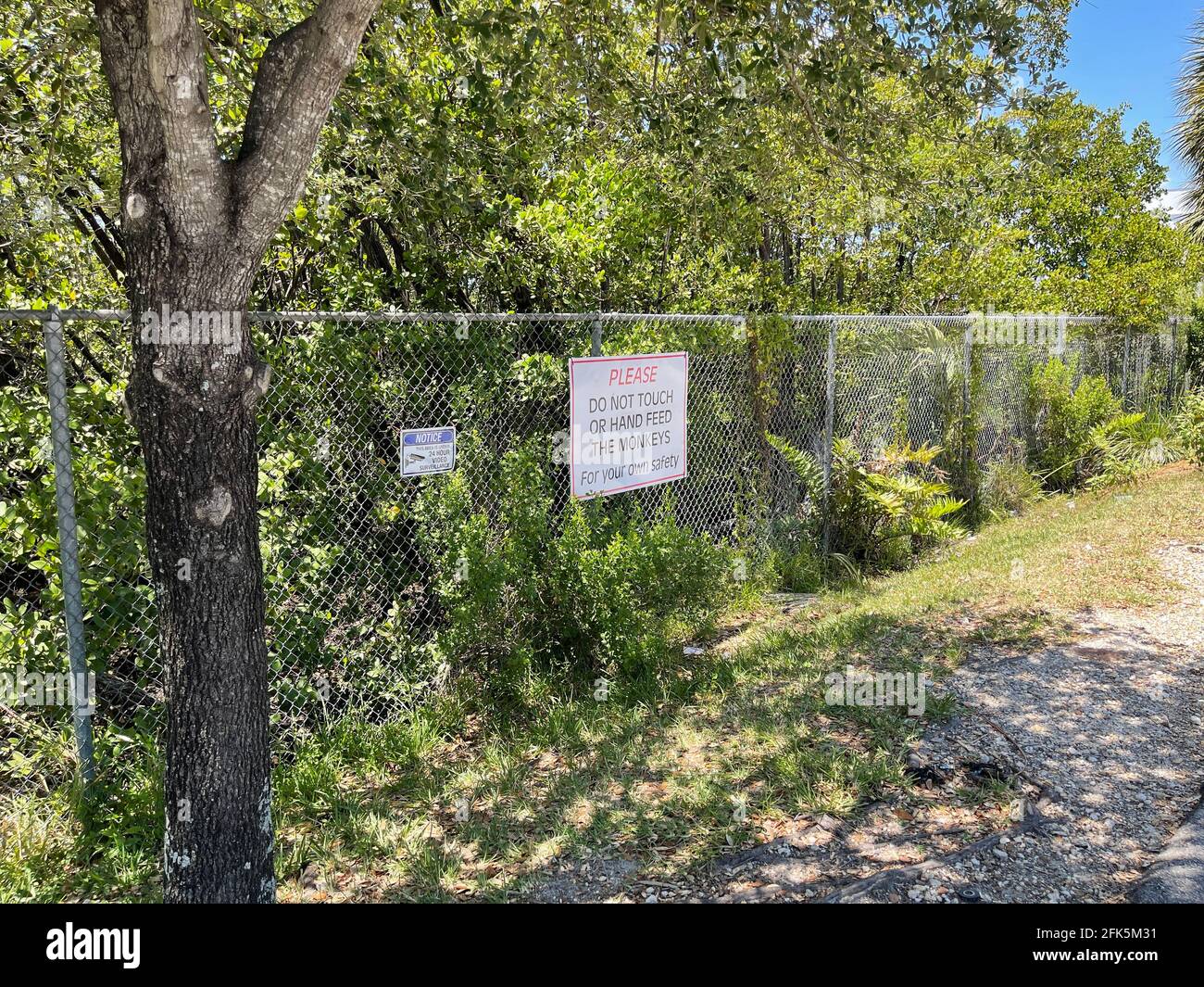 Monkey eating chips hi-res stock photography and images - Alamy