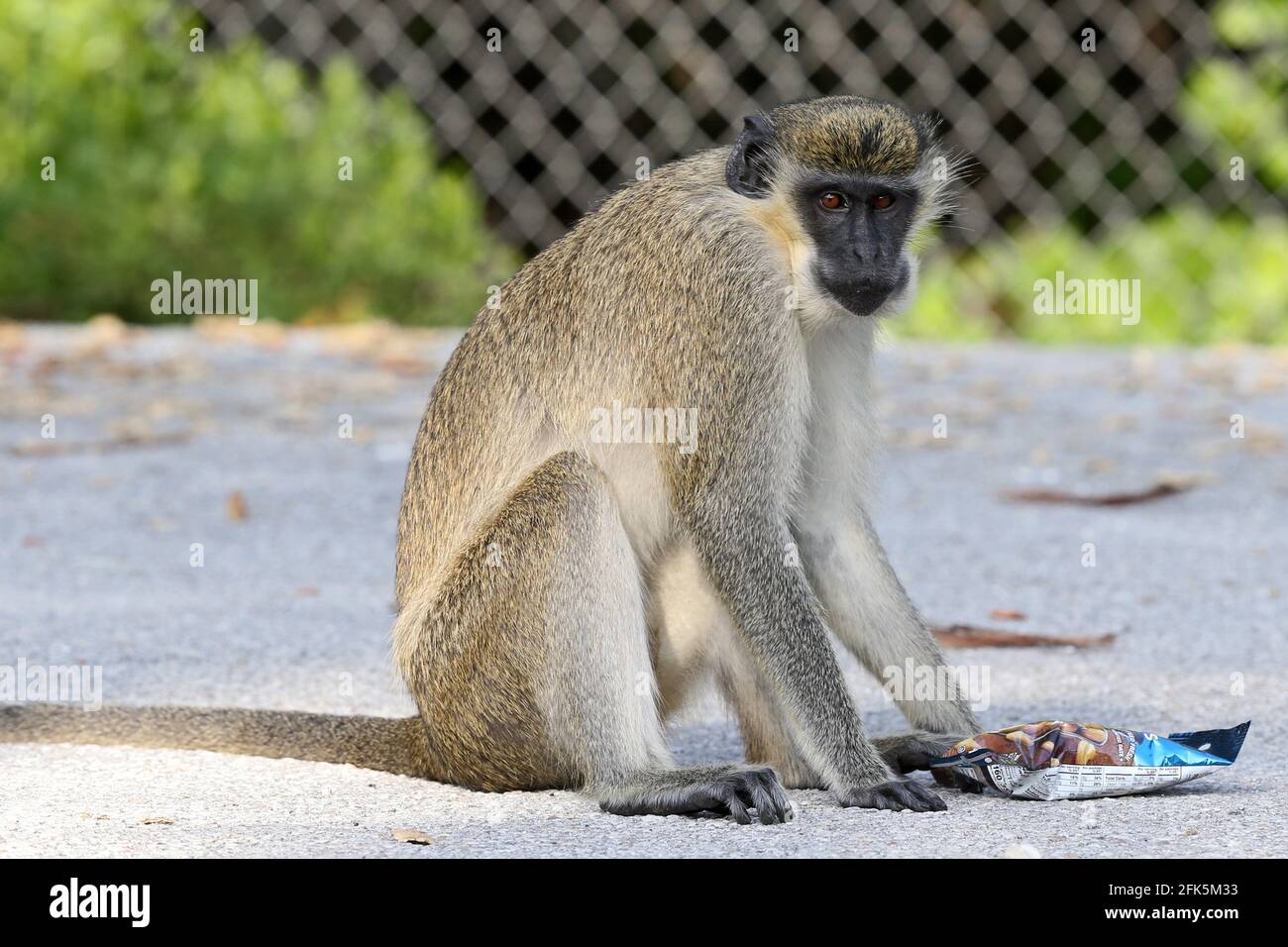 Monkey eating chips hi-res stock photography and images - Alamy