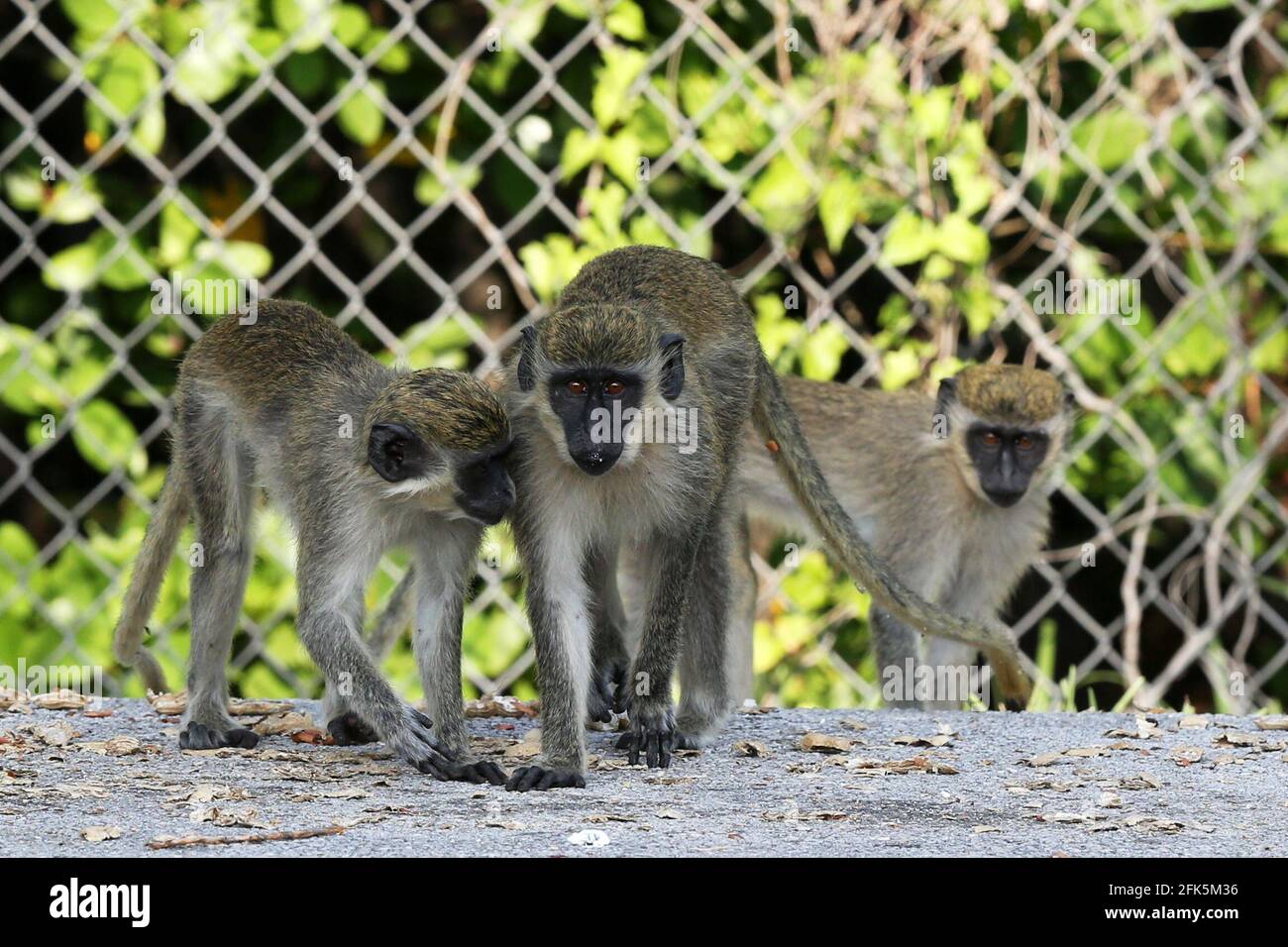 Monkey eating chips hi-res stock photography and images - Alamy