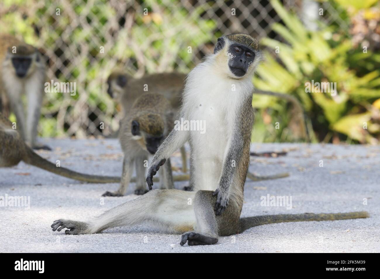 Common sand viper hi-res stock photography and images - Alamy