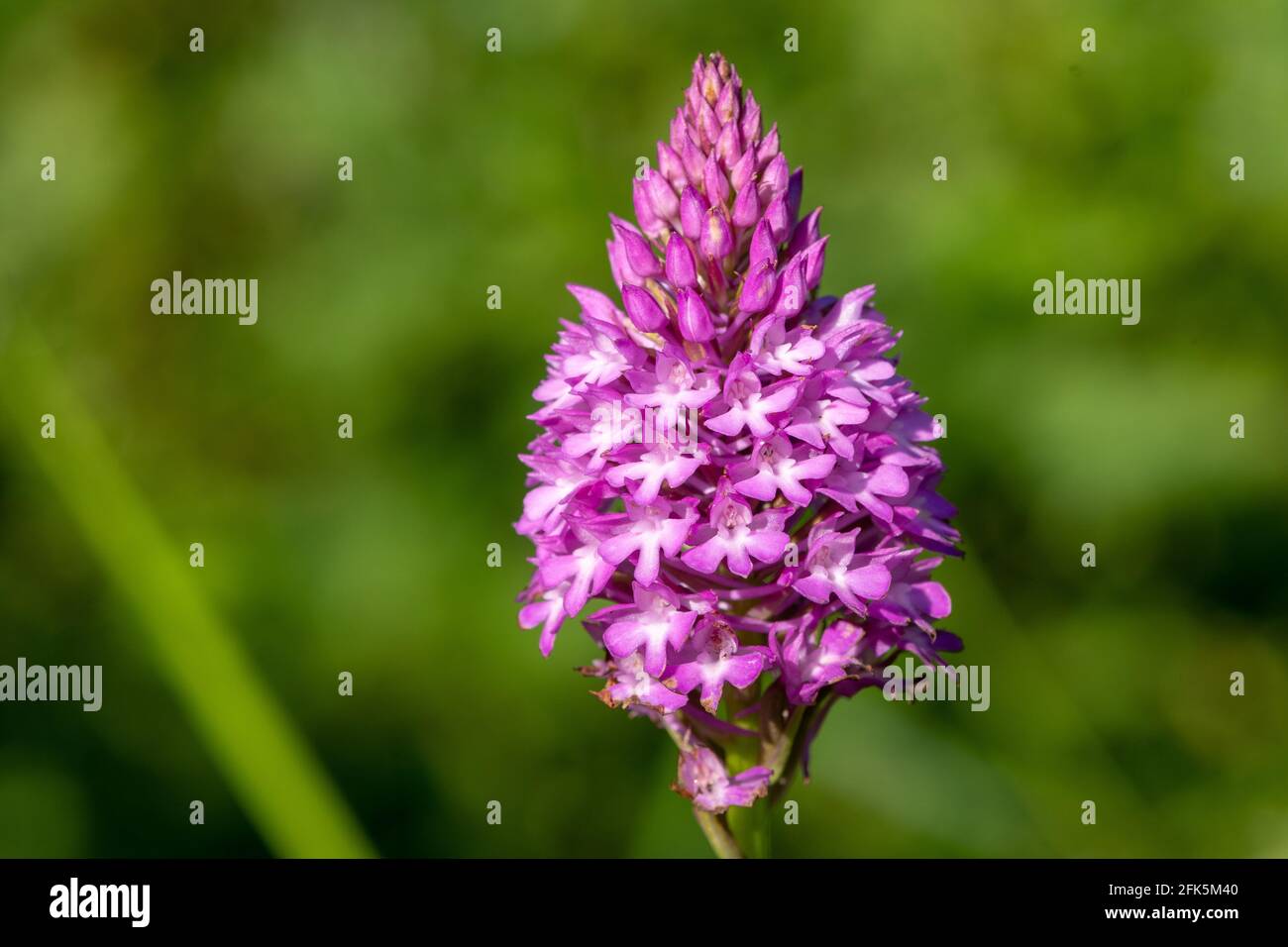 Close up of a pyramid orchid (anacamptis pyramidalis) in bloom Stock ...