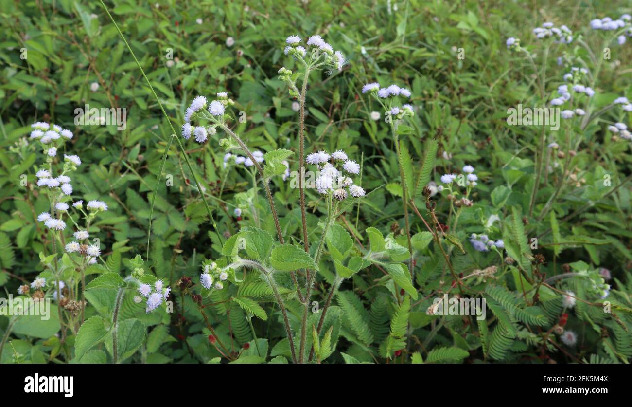 A few small twigs and grass trees with blooming thin white flowers of a ...