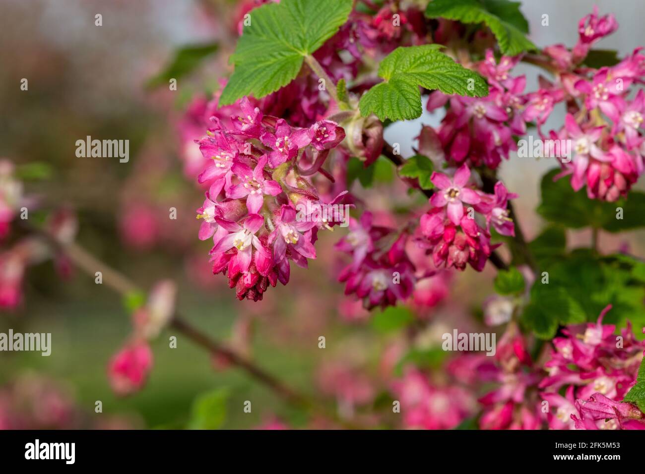Close up of flowers on a red flowering currant (ribes sanguineum) shrub ...