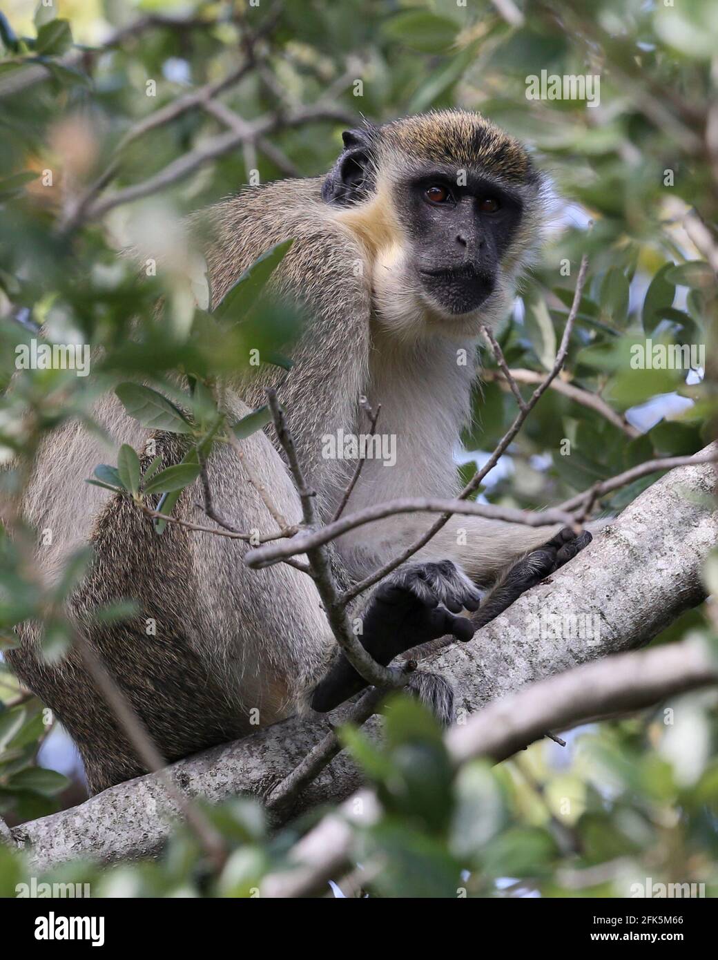 Monkey eating chips hi-res stock photography and images - Alamy