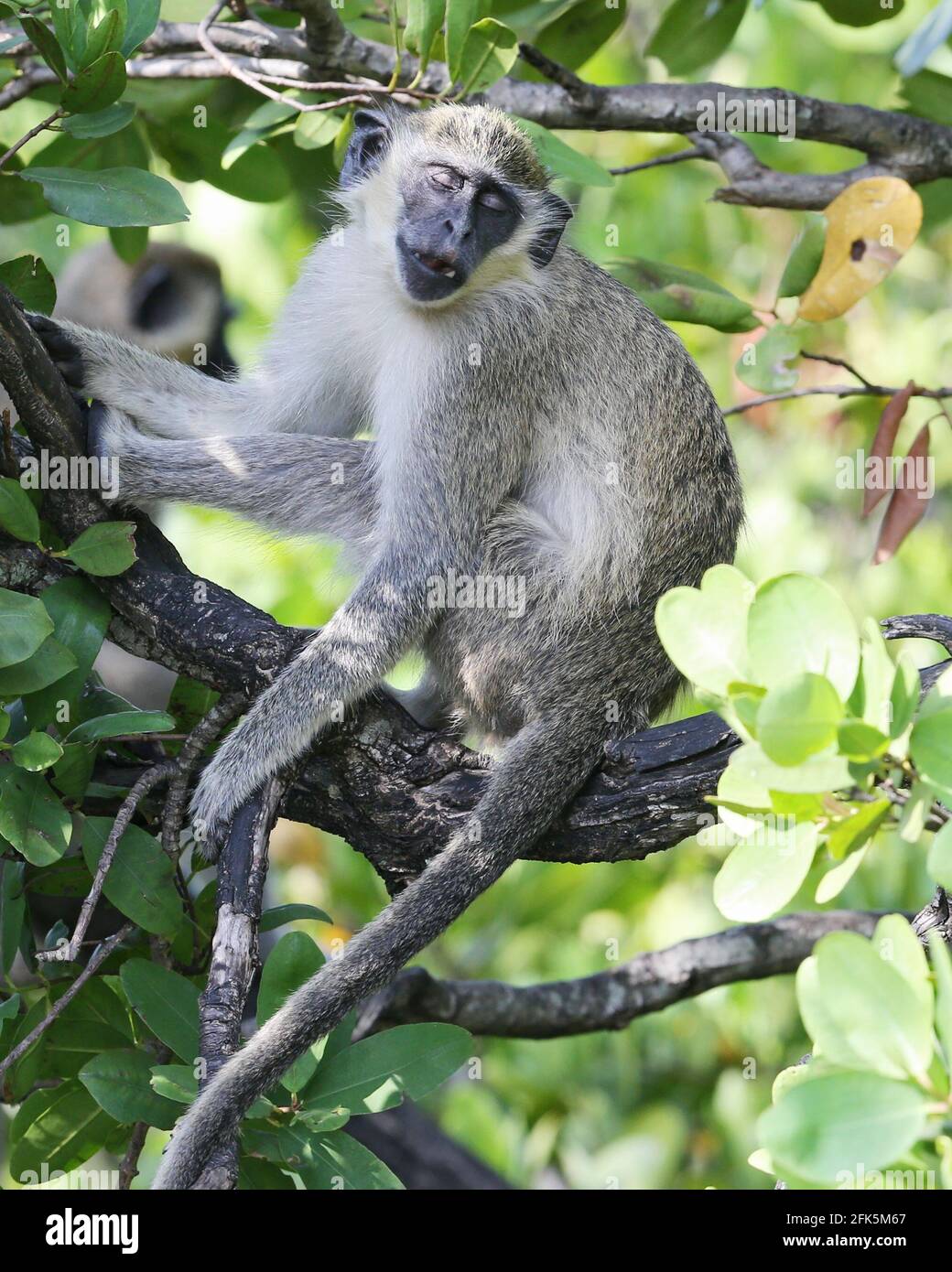 Monkey eating chips hi-res stock photography and images - Alamy
