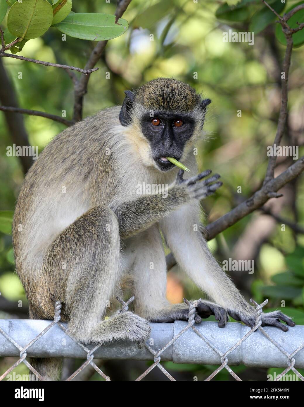 Monkey eating chips hi-res stock photography and images - Alamy
