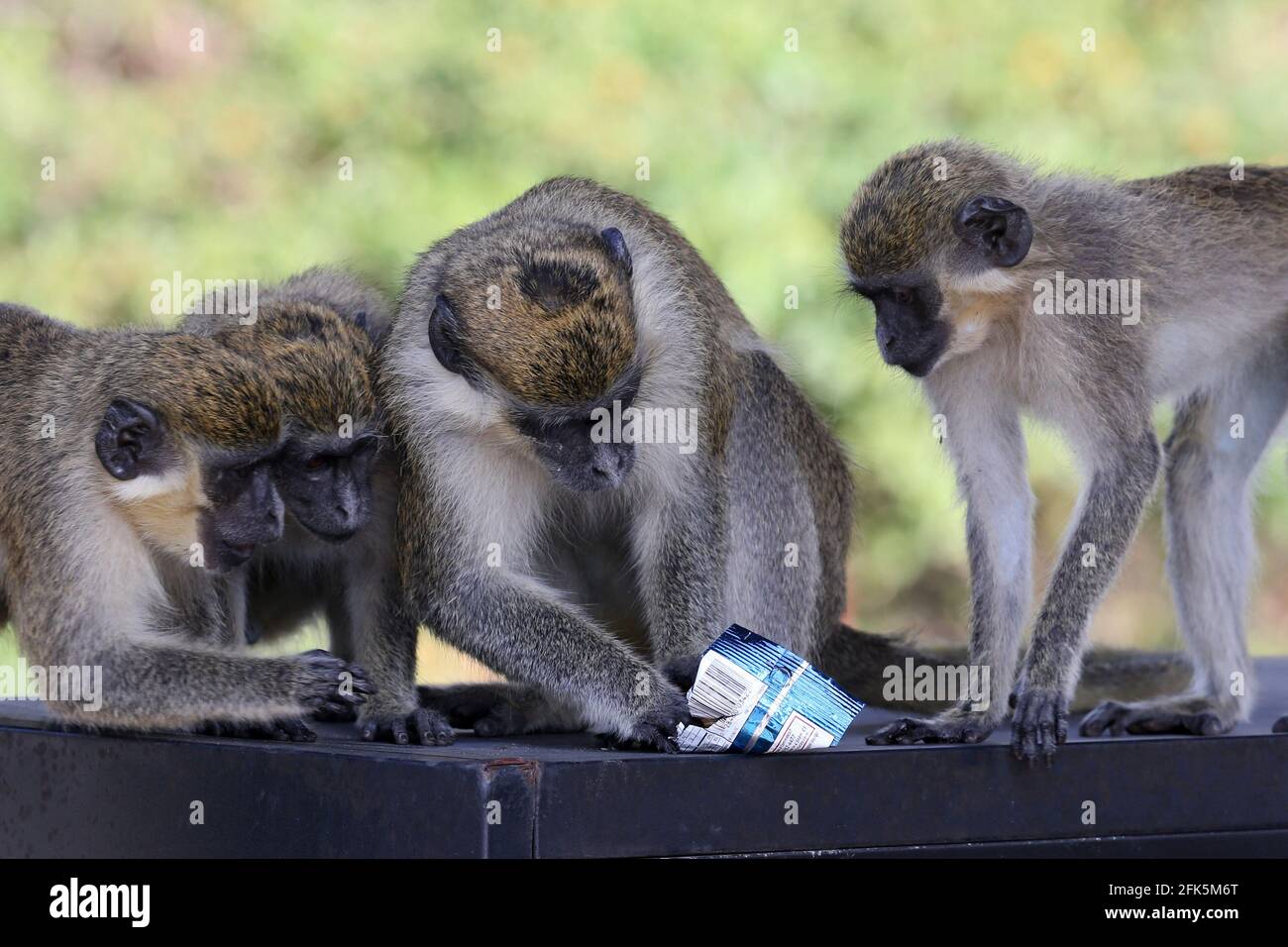 Monkey eating chips hi-res stock photography and images - Alamy