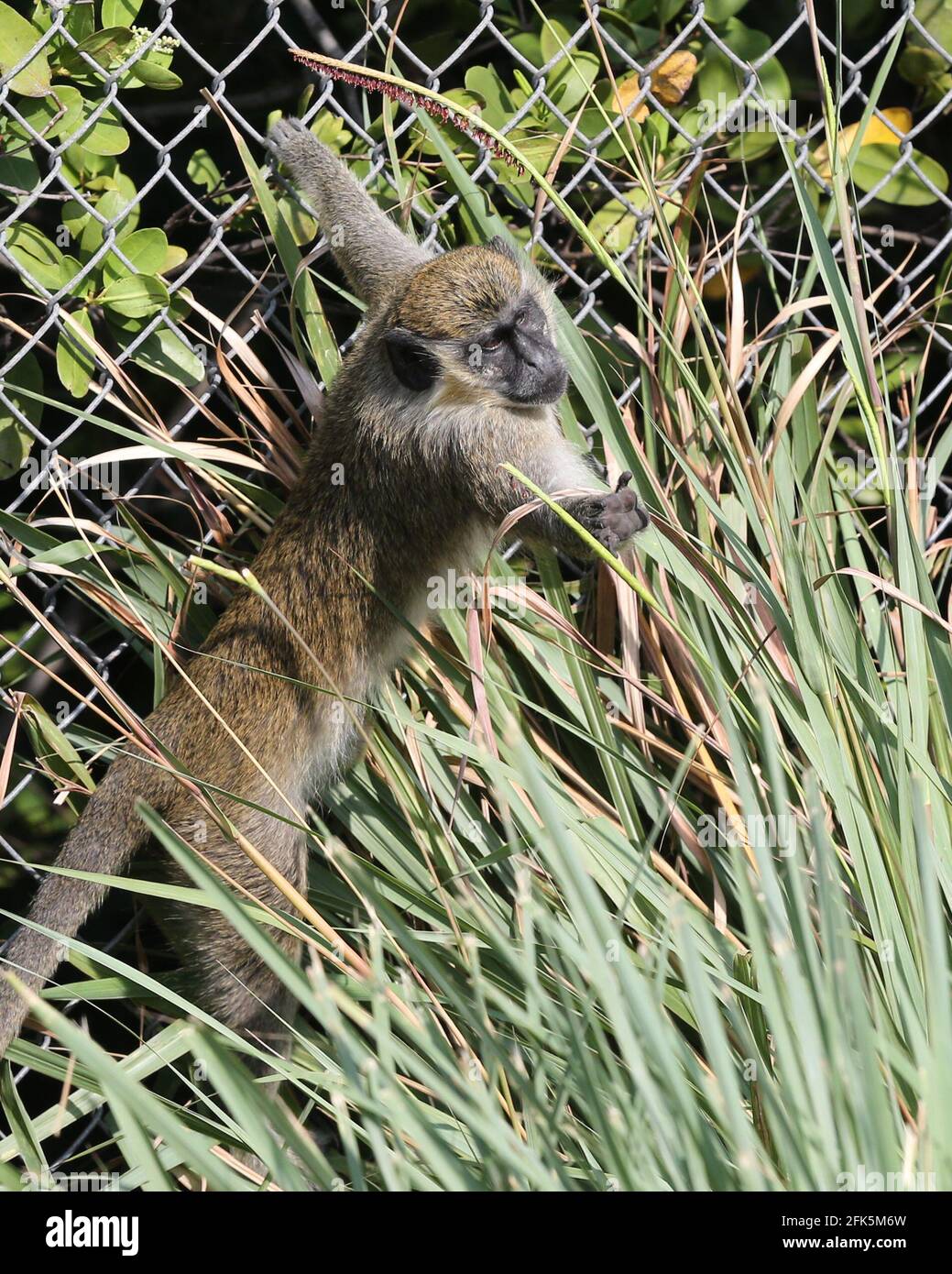 Monkeys armed hi-res stock photography and images - Alamy