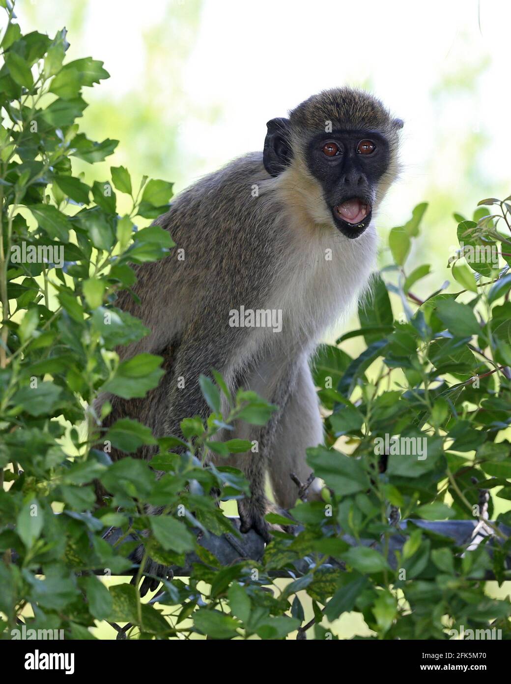 Monkey eating chips hi-res stock photography and images - Alamy