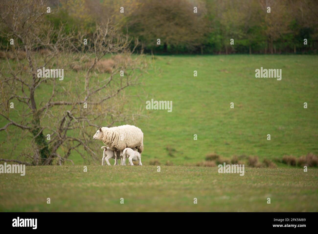 White Texel Continental Ewe Sheep with twin lambs at foot Stock Photo ...