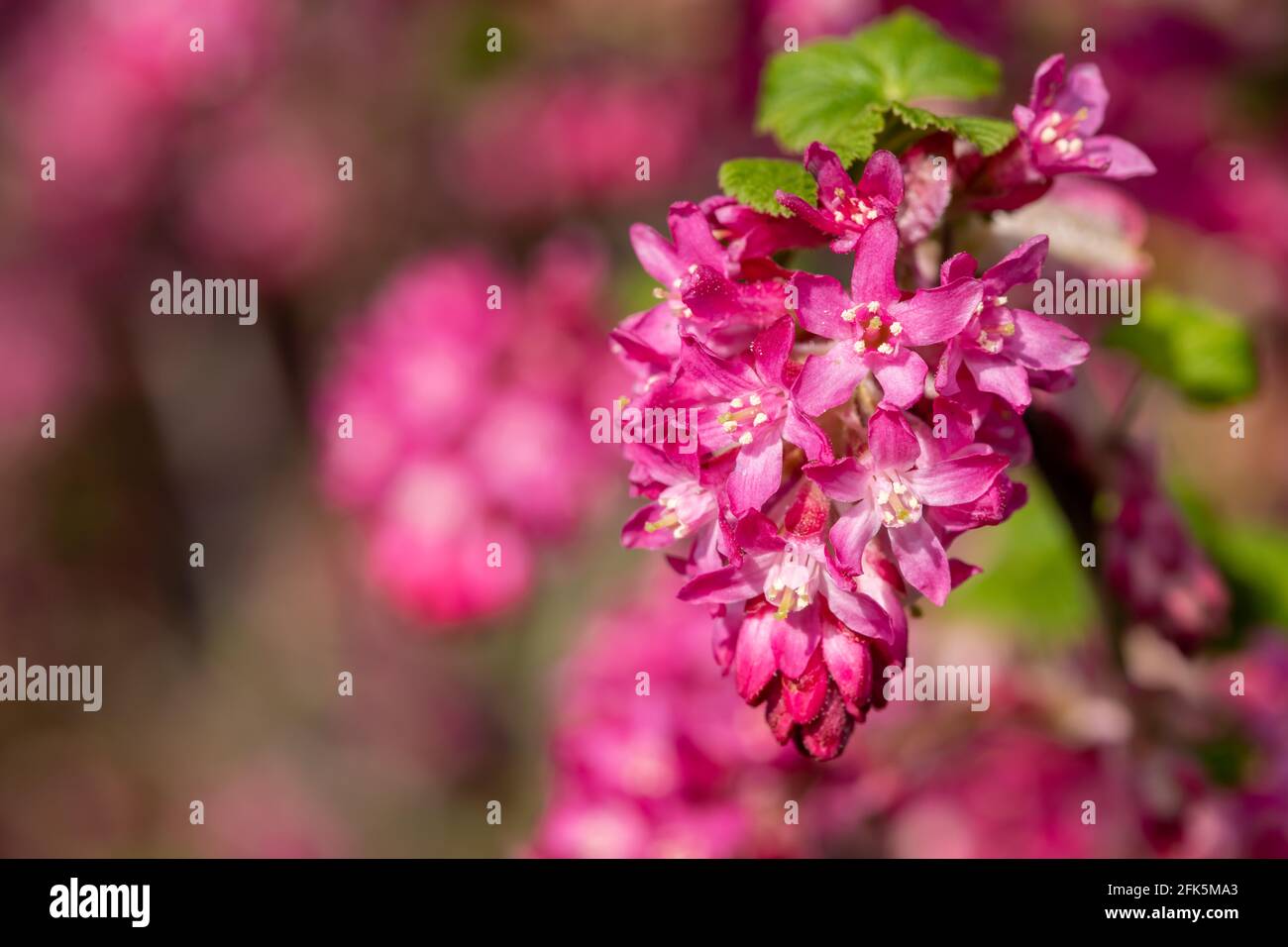 Close up of flowers on a red flowering currant (ribes sanguineum) shrub ...