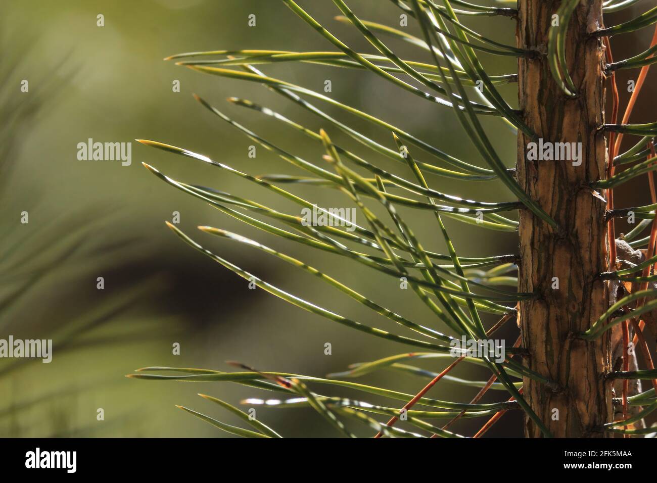Curly tree branch hi-res stock photography and images - Alamy