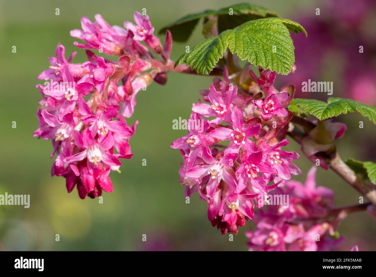 Close up of flowers on a red flowering currant (ribes sanguineum) shrub ...