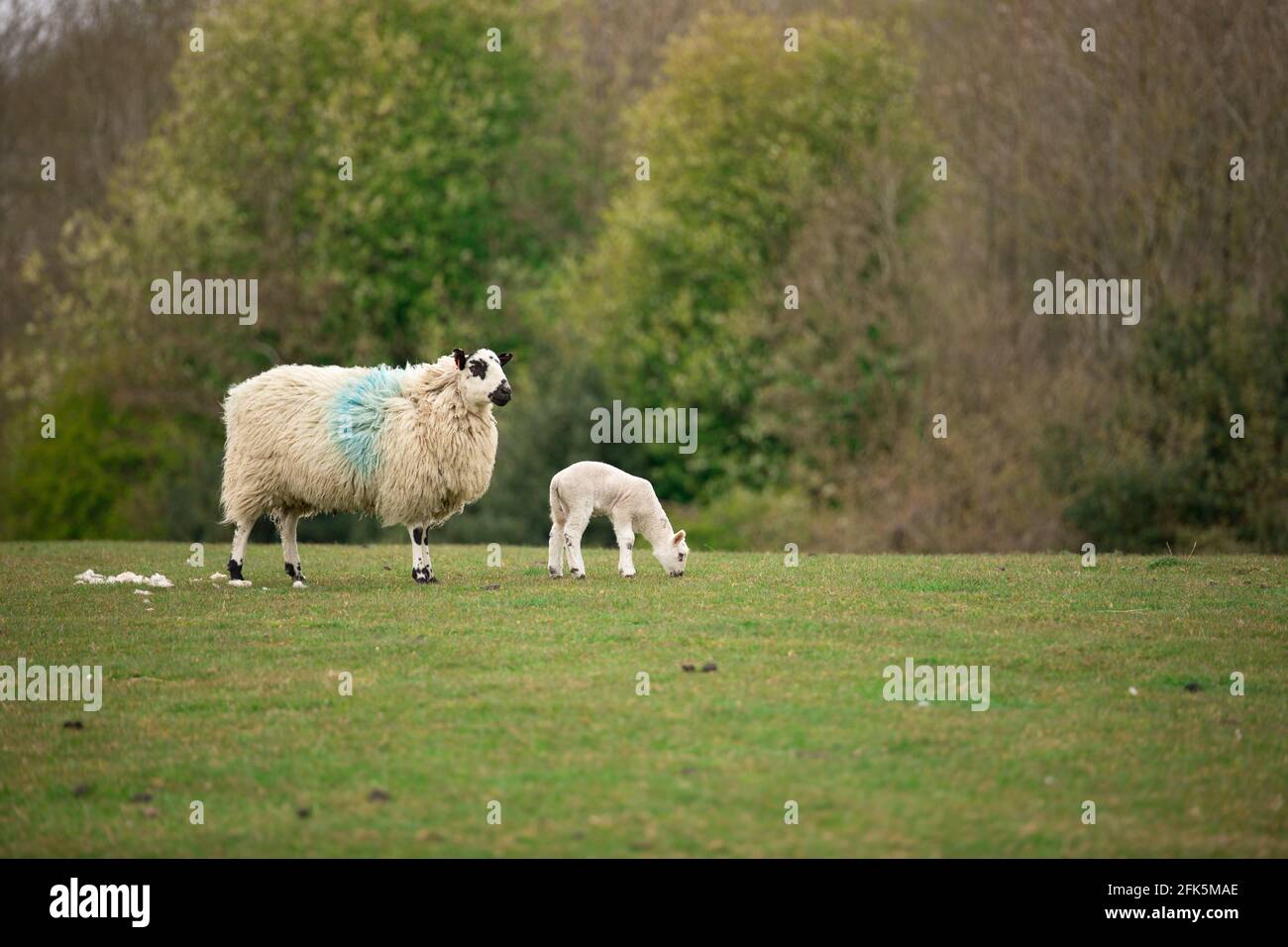 White Ewe Texel sheep with lamb at foot in green grass pasture Stock ...