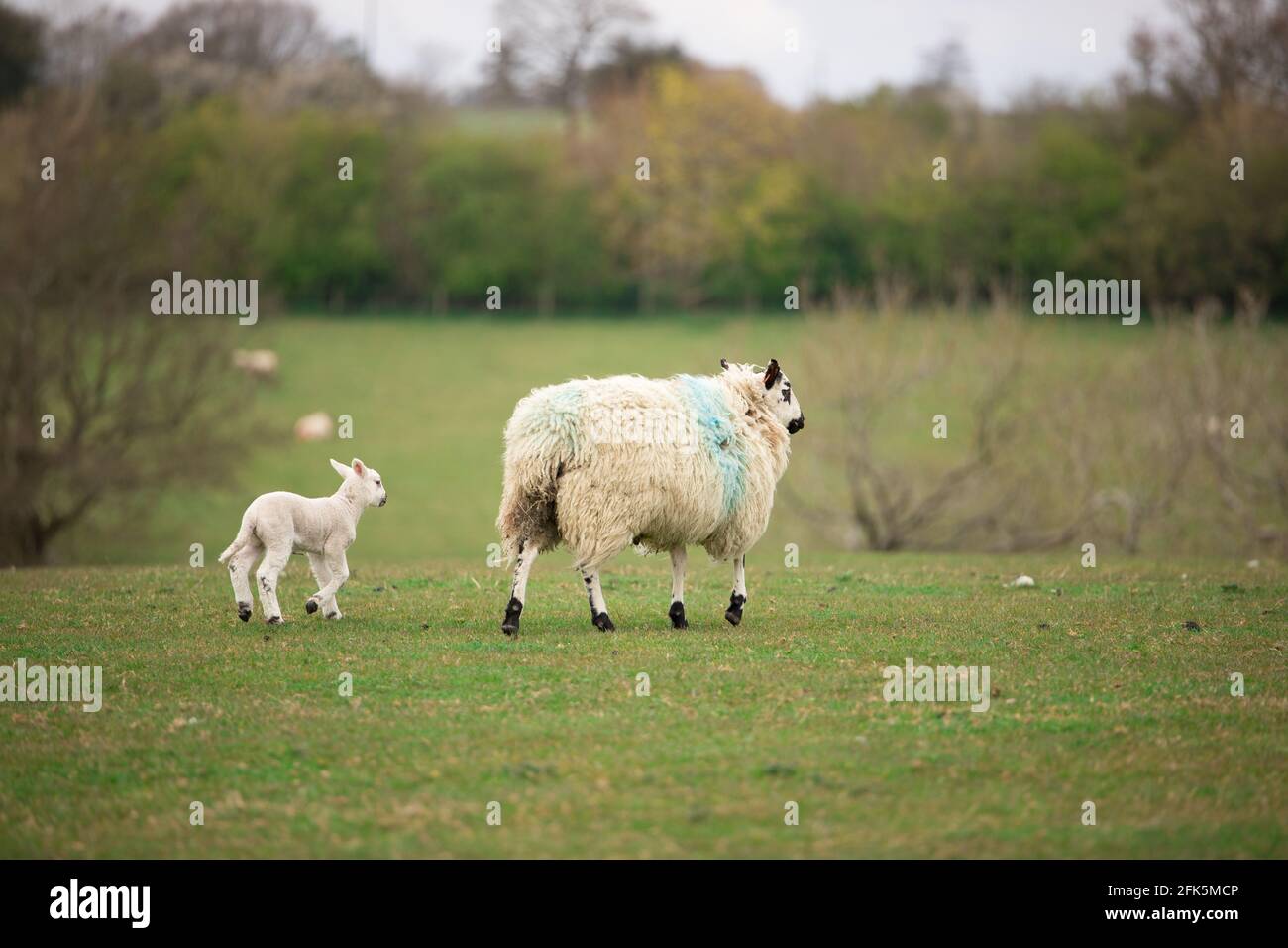 White Ewe Texel sheep with lamb at foot in green grass pasture Stock ...