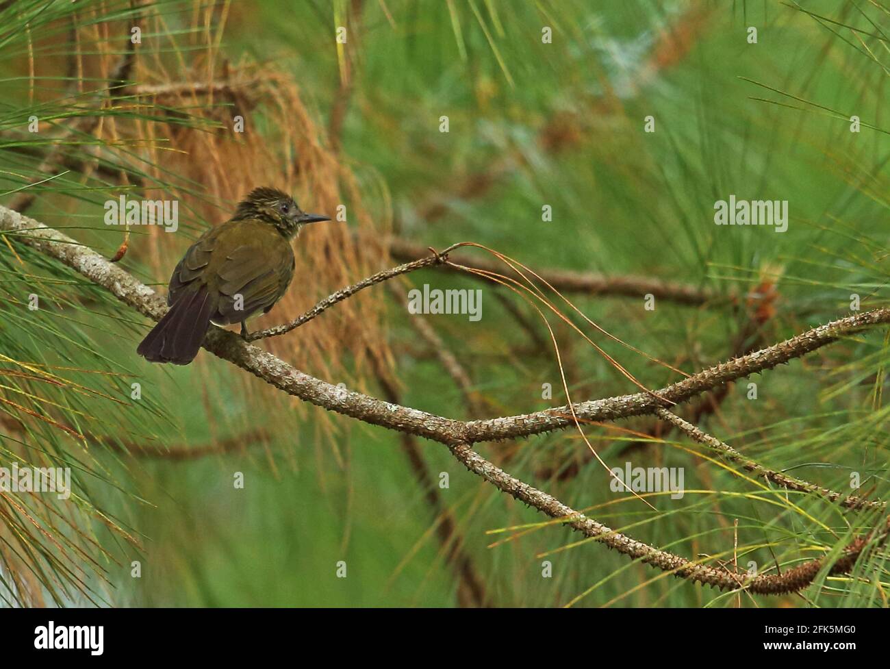 Pycnonotus leucogrammicus hi-res stock photography and images - Alamy