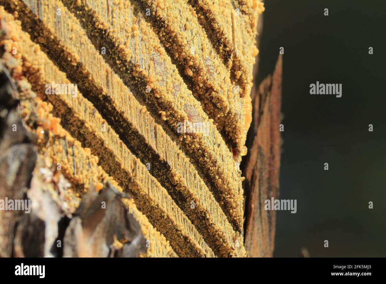 Pine tree trunk with grooves to collect resin. Dried resin on pine ...