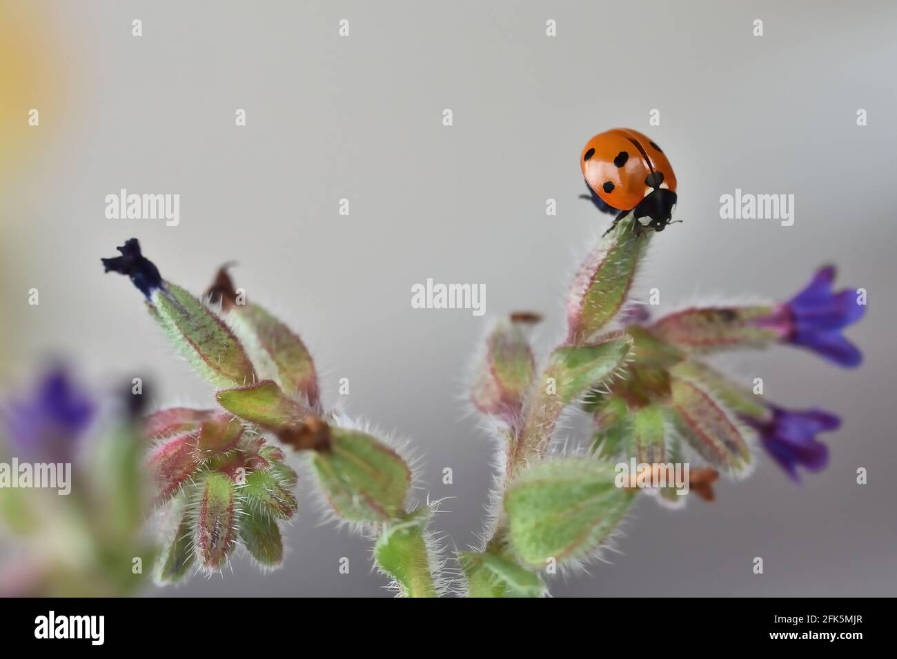 Ladybird insects coleoptera nature and biology hi-res stock photography ...