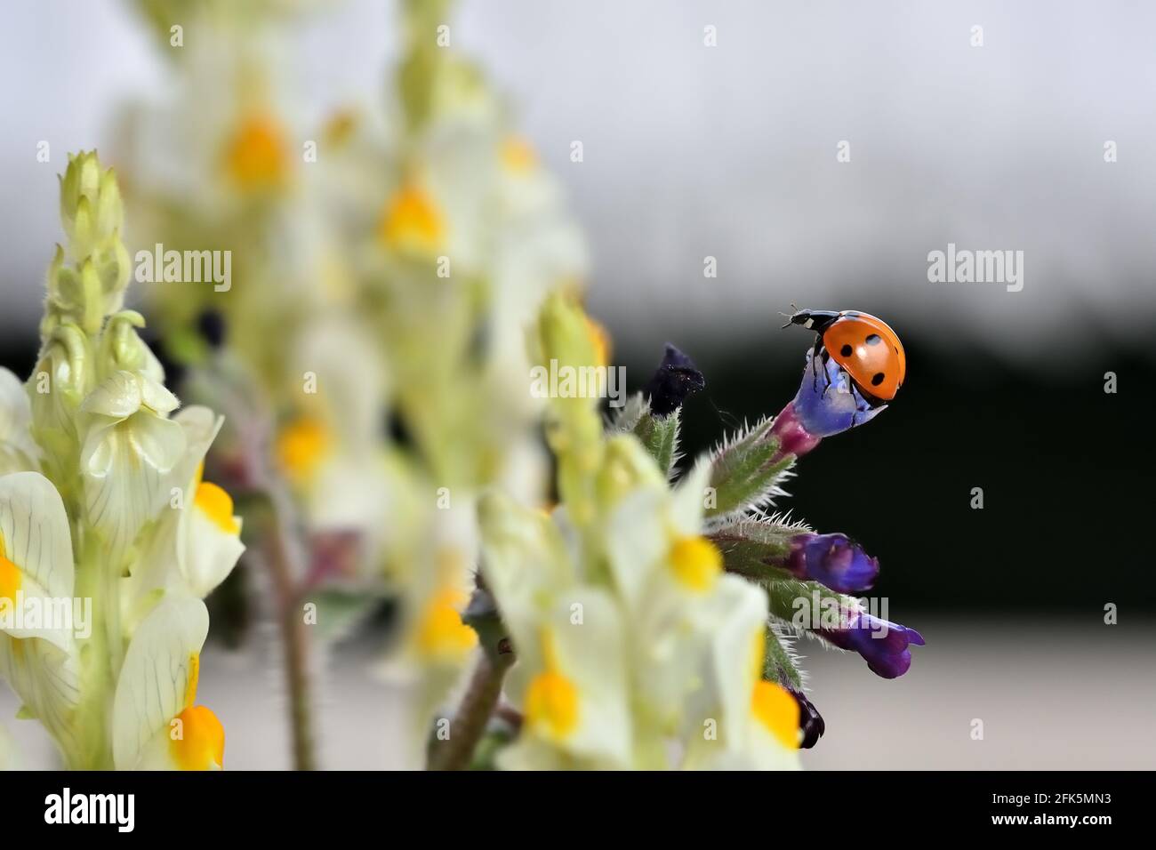 Ladybird insects coleoptera nature and biology hi-res stock photography ...