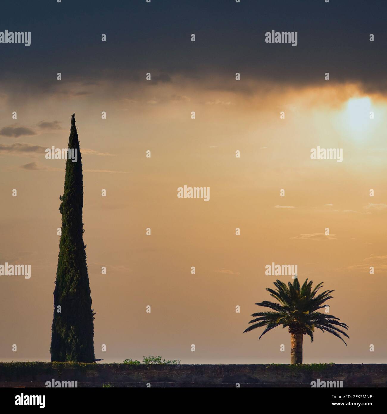 Silhouette of a palm tree and a cypress in a dramatic sunset Stock ...