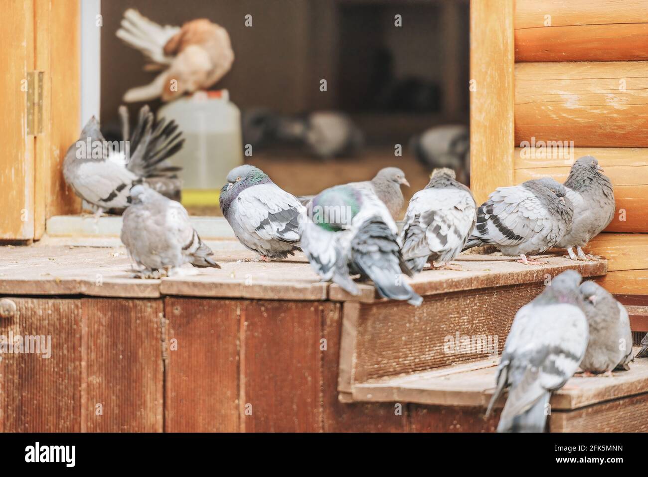 Purebred pigeons sit near a beautiful wooden dovecote Stock Photo - Alamy