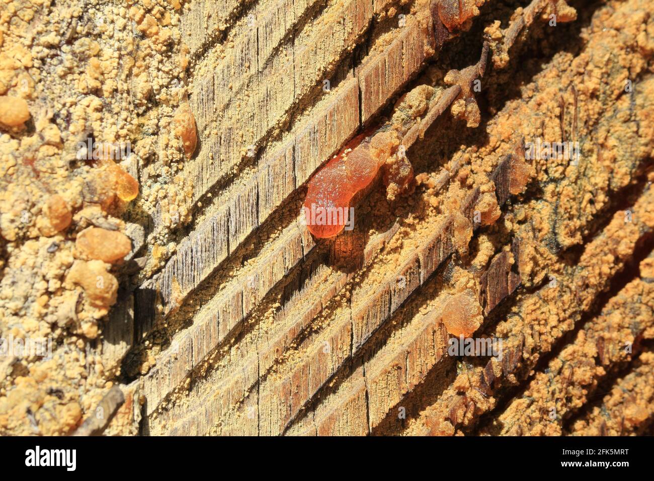 Parallel notches on the trunk of a growing pine tree for the extraction ...