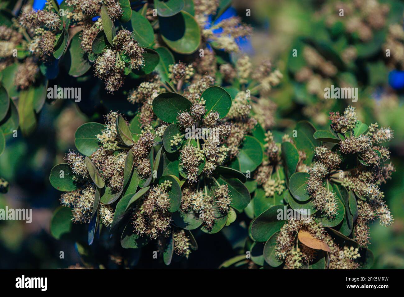 Black olive tree flowers and leaves in spring. (Photo By Luis Gutierrez ...