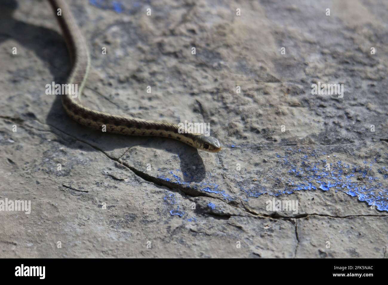 Closeup shot of a small thin snake on a rock surface Stock Photo - Alamy