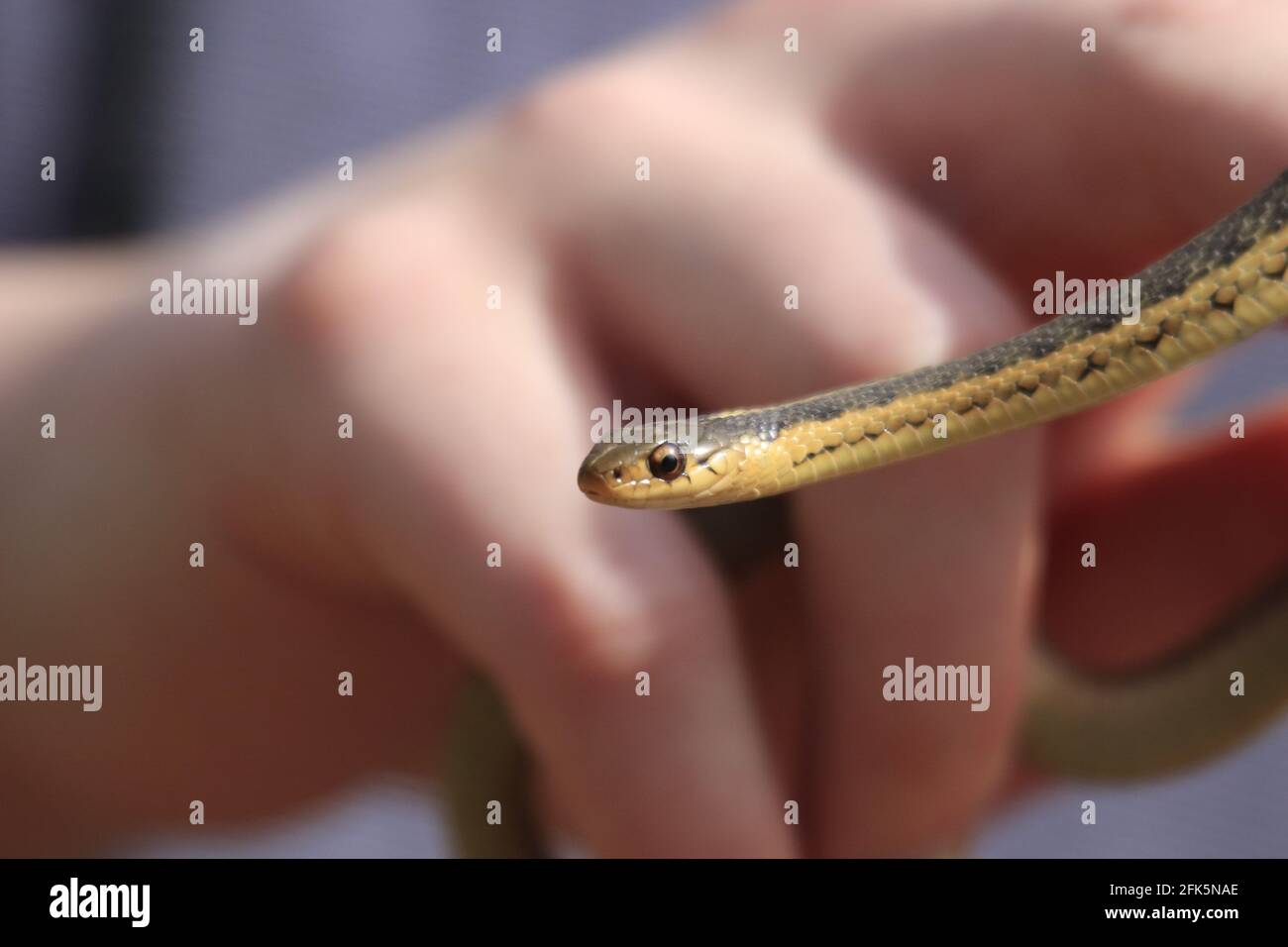 Thin snake hi-res stock photography and images - Alamy