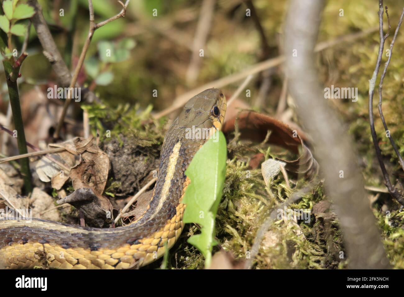 Beautiful shot forest thin hi-res stock photography and images - Alamy