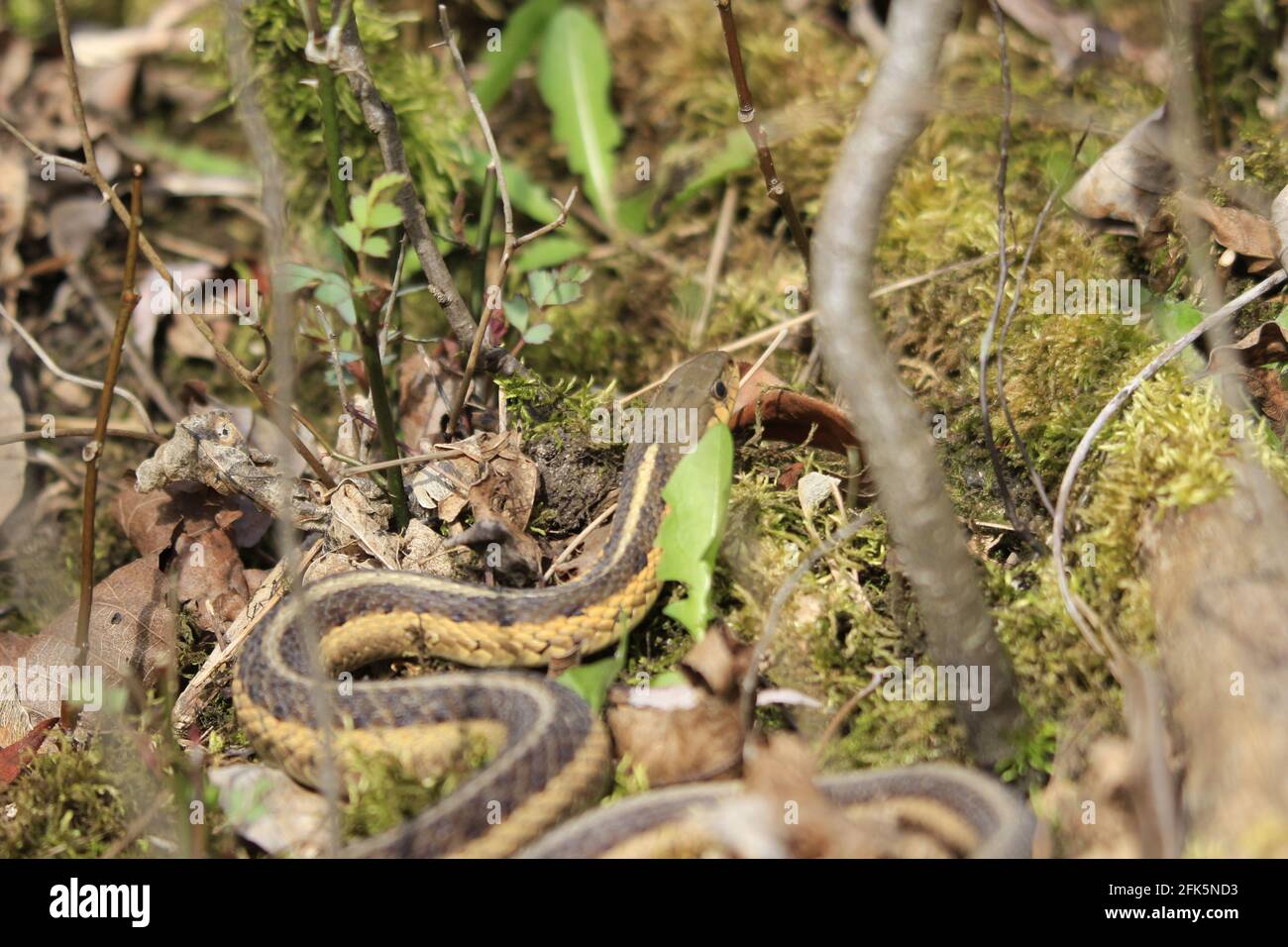 Thin snake hi-res stock photography and images - Alamy