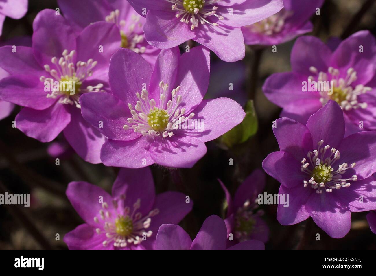Garden pink hepatics Anemone hepatica (common hepatica, liverwort ...