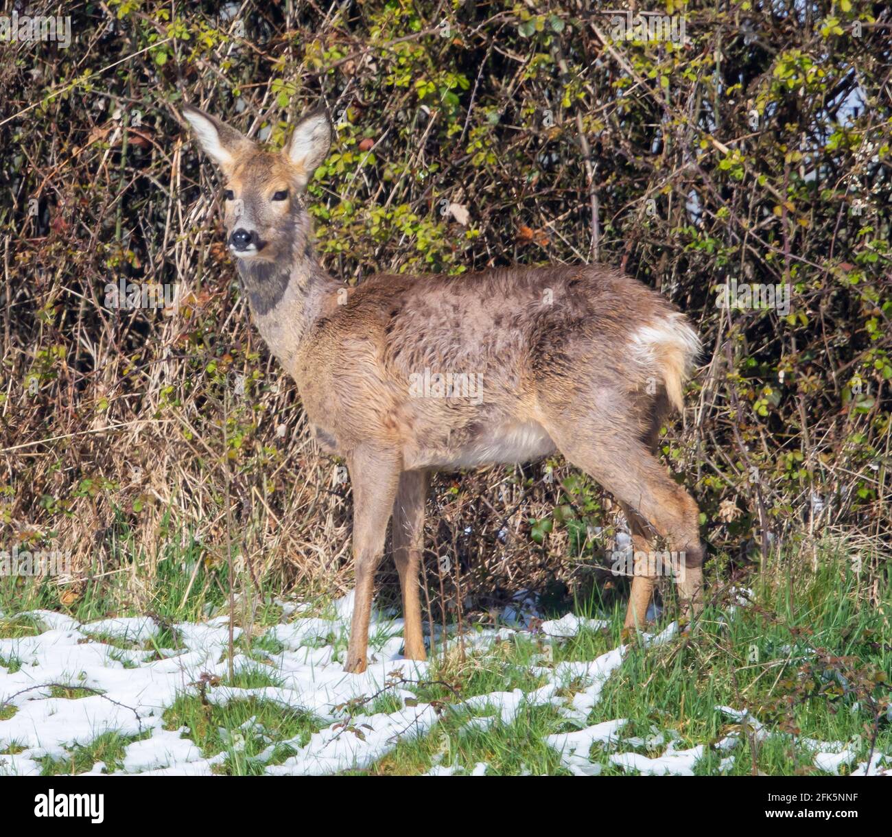 Roe deer doe resting under a hedge in the late spring time snow Stock ...