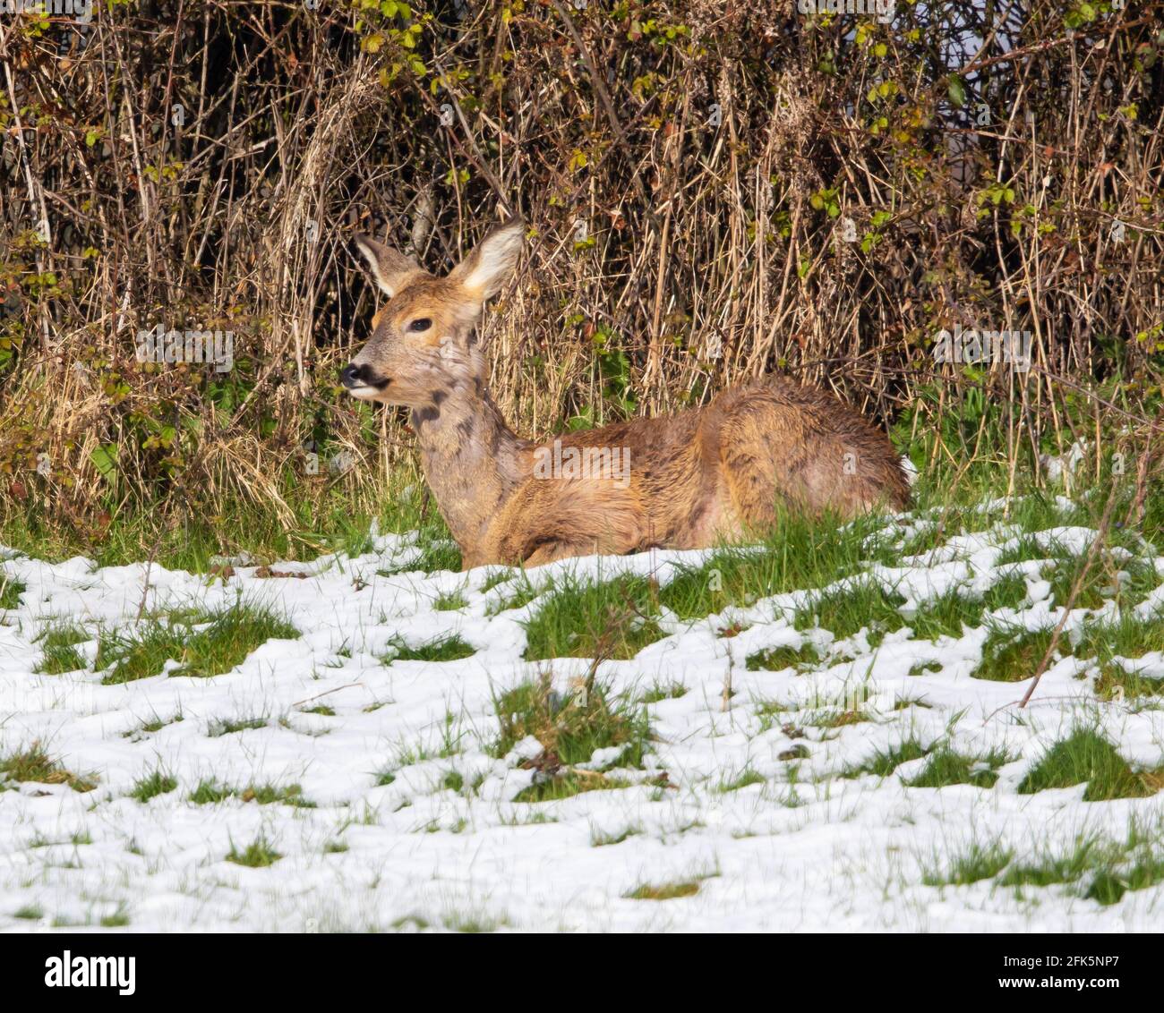 Roe deer doe resting under a hedge in the late spring time snow Stock ...