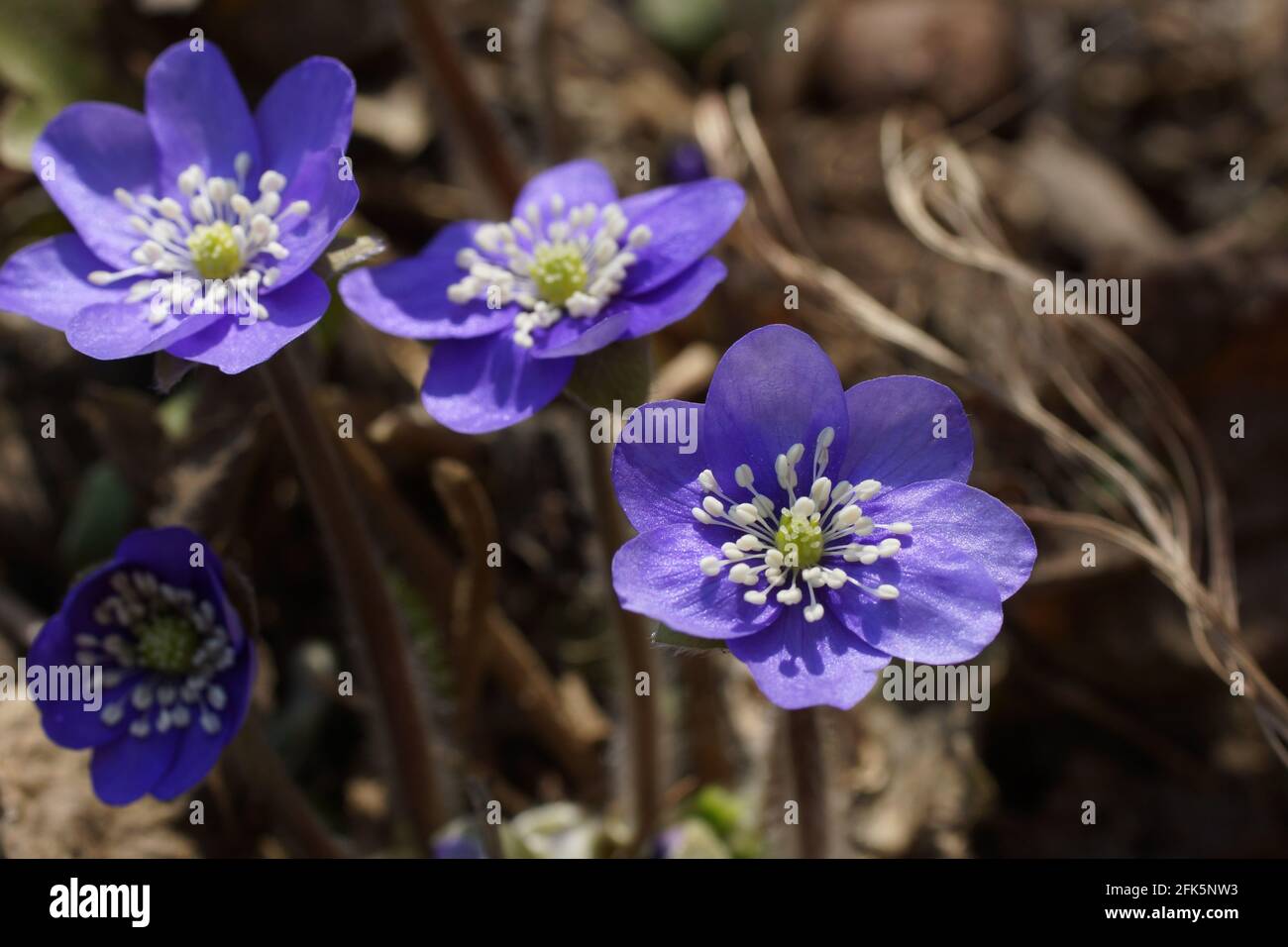 Garden hepatics Anemone hepatica (common hepatica, liverwort ...