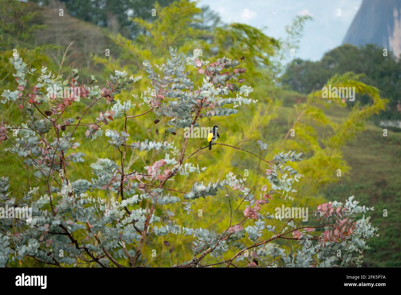 The Flame-Rumped Tanager (Ramphocelus flammigerus) Standing on a ...