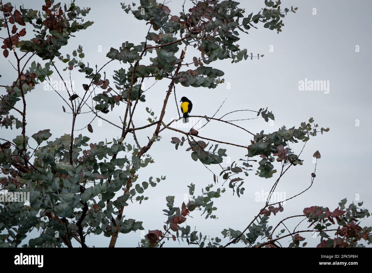 The Flame-Rumped Tanager (Ramphocelus flammigerus) Standing on a ...