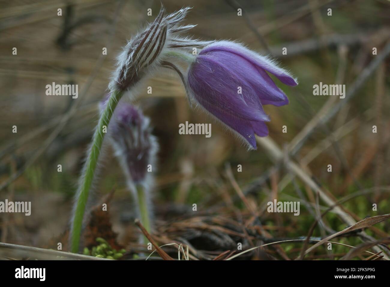 Purple lilac blue spring flower of Pulsatilla patens with drooping bud ...