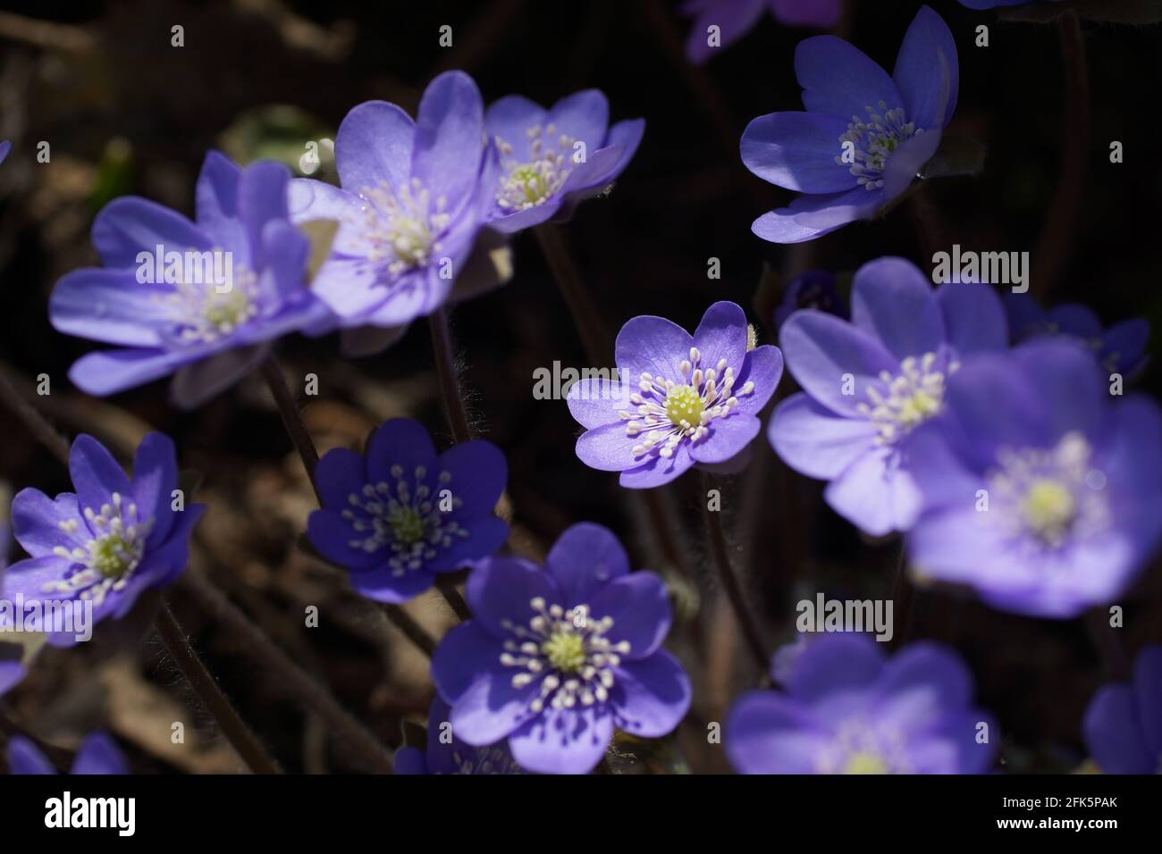 Garden hepatics Anemone hepatica (common hepatica, liverwort ...