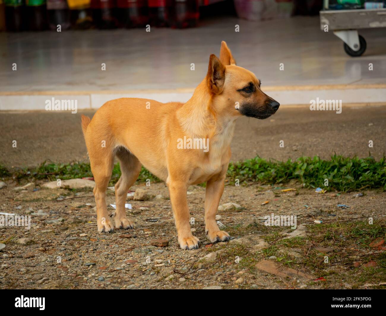 Yellow Mongrel Dog Standing in front of a Grocery Store in Guatape ...