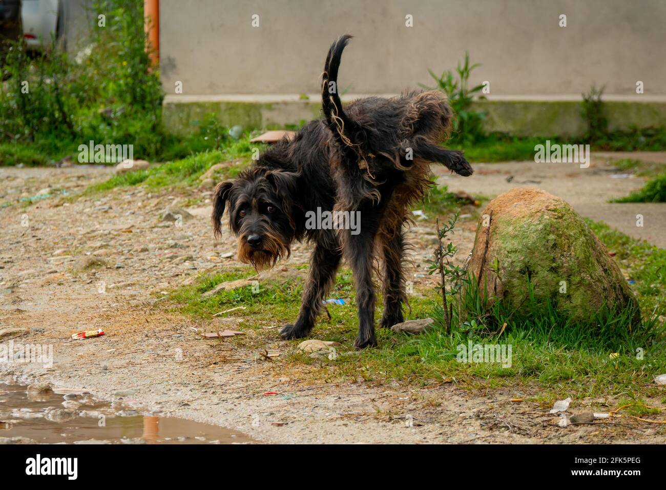 Black Dirty Mongrel Dog Urinating in the Street in Guatape, Colombia ...