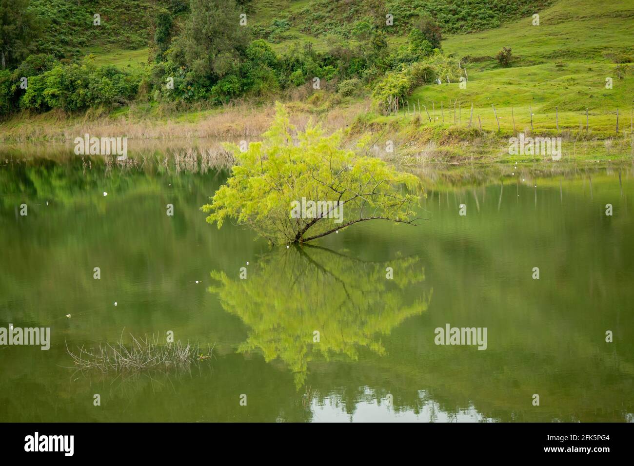 Tree Surrounded by Water of the Green River with its Image Reflected on ...